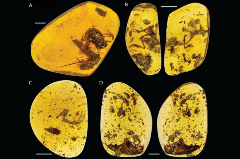 Prehistoric frog preserved in amber - Kaixin